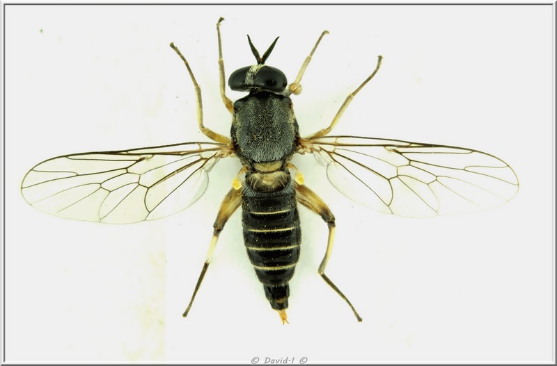 Diptères courcelles